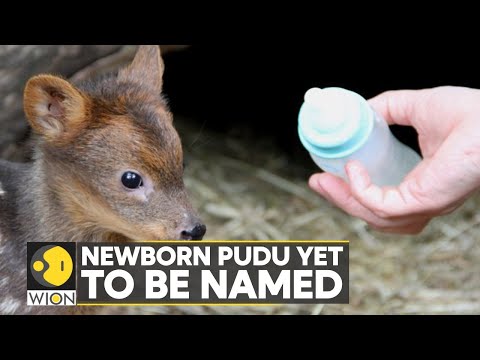 California Zoo welcomes world’s smallest deer; Newborn Pudu is yet to ...