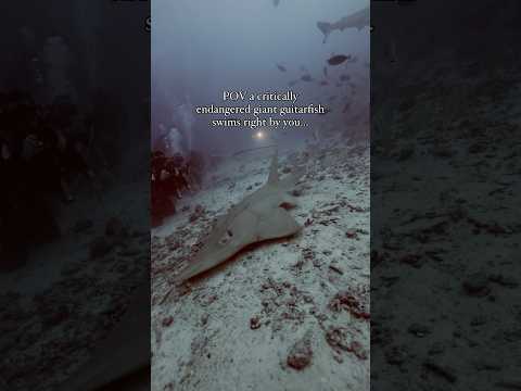 Critically Endangered Guitarfish😮 #ocean #scubadiving #guitarfish #endangeredspecies