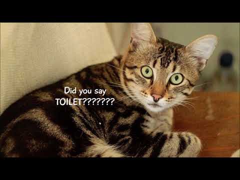 How to Pronounce Eau de Toilette & Why You Must Not Say Toilet and Pardon in Polite Society