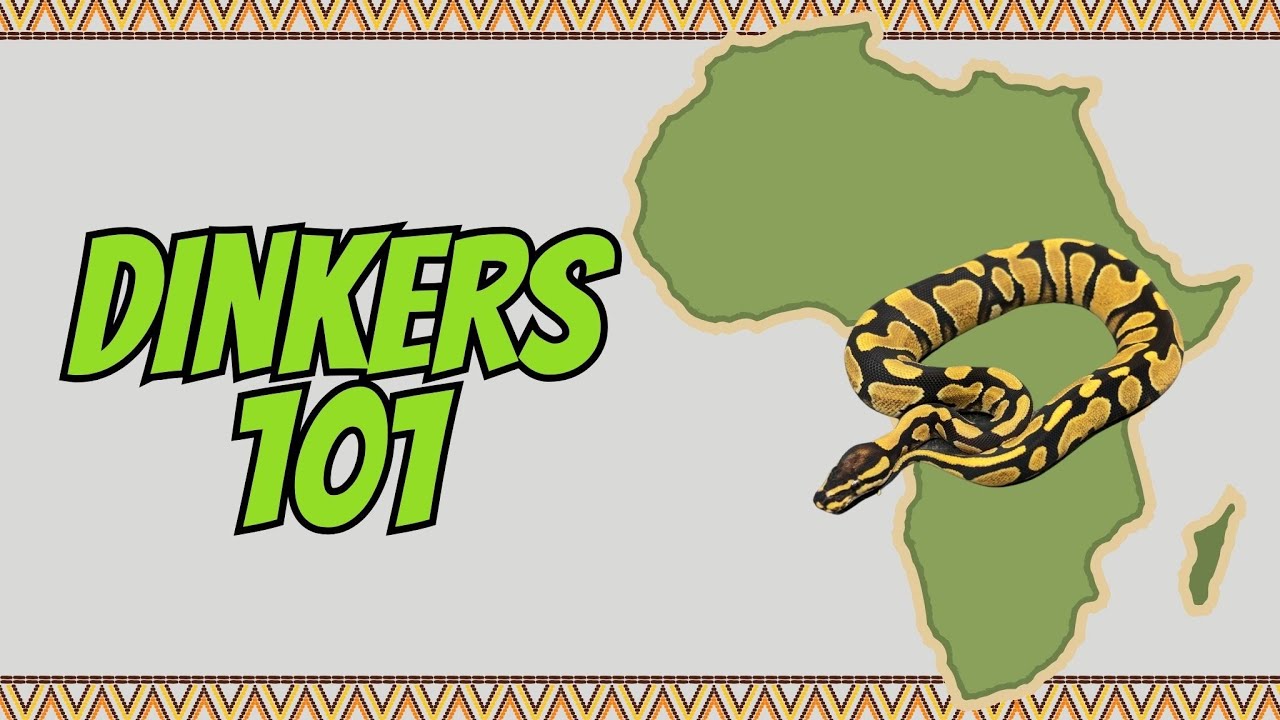How To DINKERS? A 101 Guide For Ball Python Dinker Projects