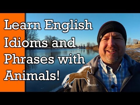 Animal Idioms! Learn English Idioms, Phrases and Expressions with Animals