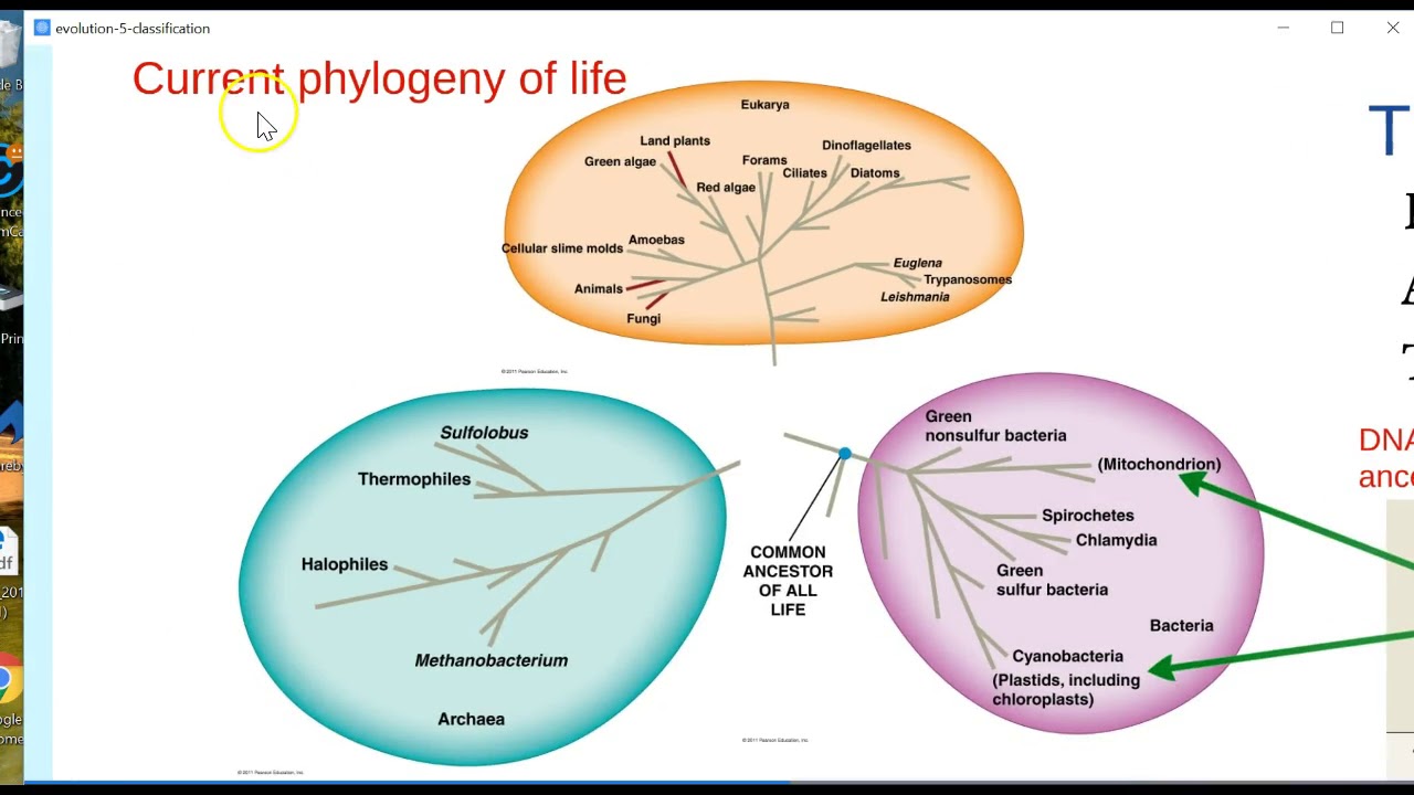 Evolution Prezi #5: Classification