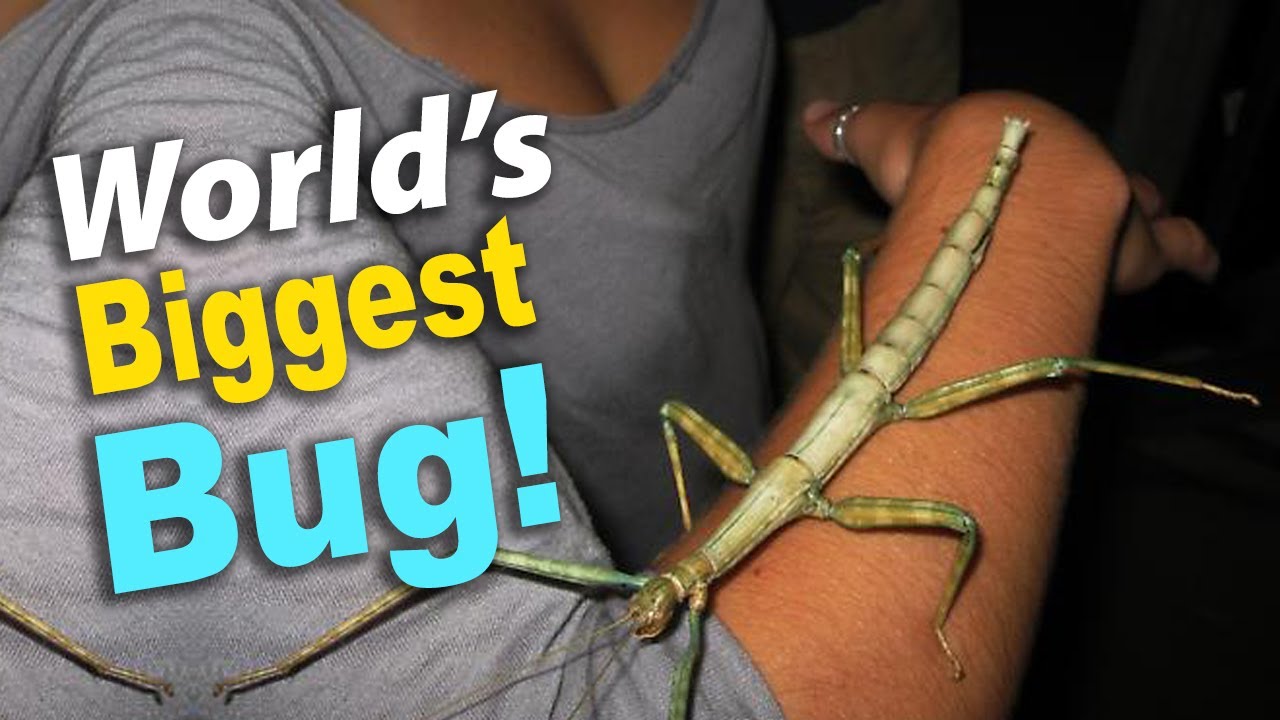 Giant Walking Stick Insect: The Master of Disguise in North America | Fascinating Facts Revealed!