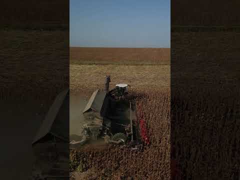 Clean Sunflower Passes Across Ukraine #nexatsunflower