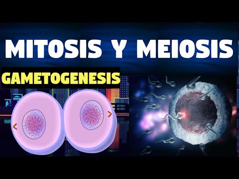 MITOSIS, MEIOSIS Y GAMATOGENESIS EN 4 MINUTOS