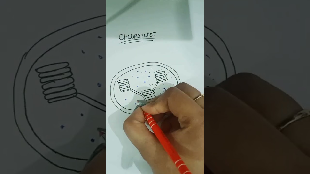 How to Draw Chloroplast ✍️ #shorts #short #shortvideo #chloroplast #drawing #diagram #bio #reels