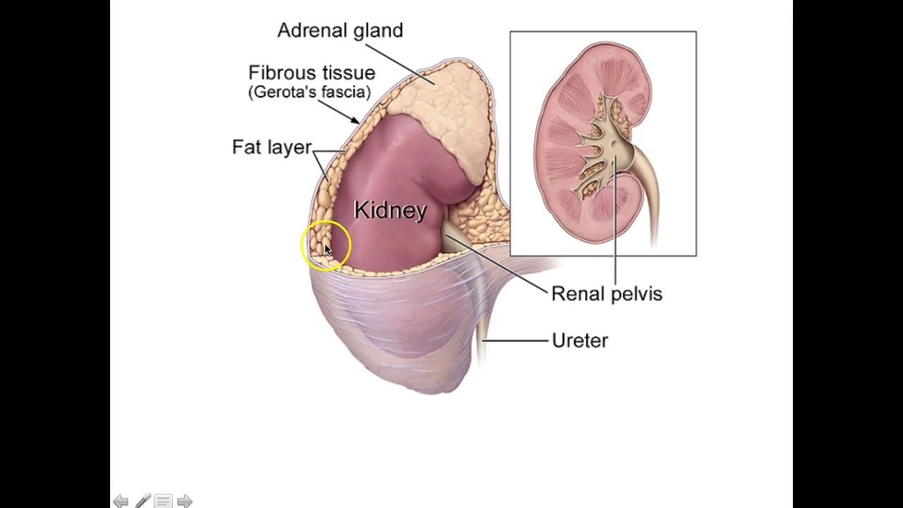 Urinary System 1