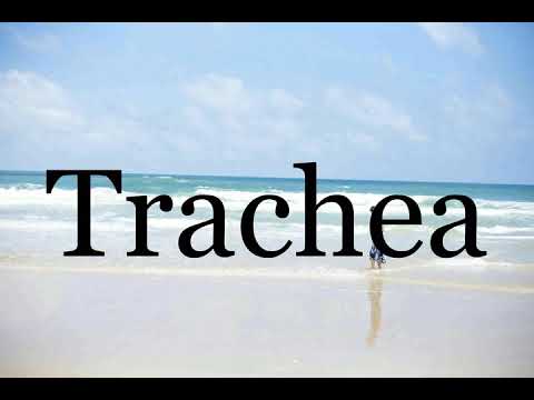 How To Pronounce Trachea🌈🌈🌈🌈🌈🌈Pronunciation Of Trachea