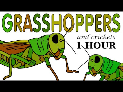 Grasshoppers and Crickets Singing | 1 Hour Relaxing and Hypnotizing Sounds of Nature | High Quality