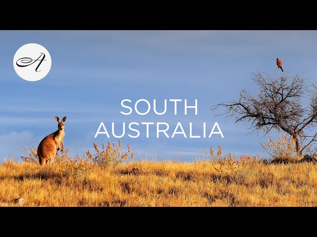 Shining a spotlight on South Australia's wildlife & landscapes | Audley ...