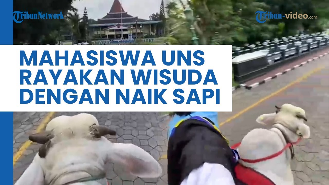 Viral Mahasiswa UNS Ini Rayakan Wisuda dengan Naik Sapi ke Kampus: Itu Salah Satu Wishlist Saya ...