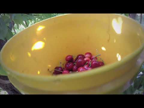 Nunn Better Farms Cherry Picking - Brentwood, Ca