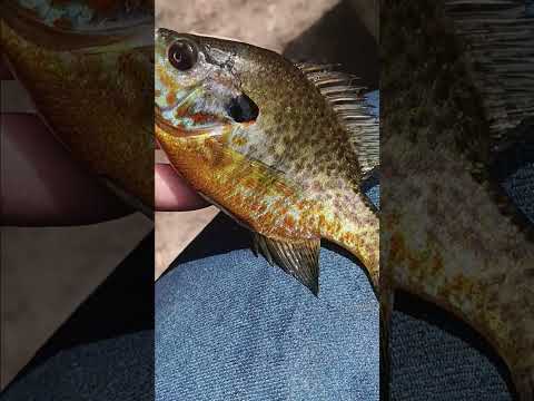 first ever Pumpkinseed! #pumpkinseed #sunfish #panfish #pondfishing #nyc #freshwaterfish