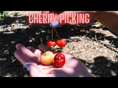 Cherry Picking at Brentwood California | U-Pick Farms