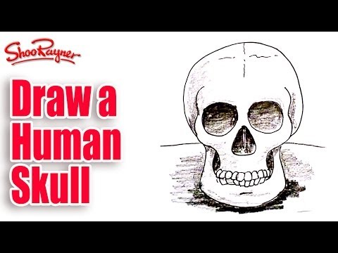 How to draw a Human Skull – Shoo Rayner