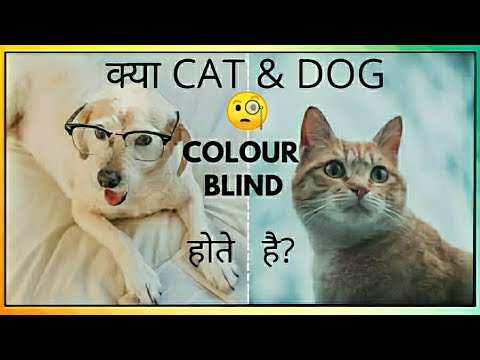 Are Cats & Dogs Colour Blind? |Cat & Dog vision| क्या Cats और Dogs कलर Blind है?#shorts