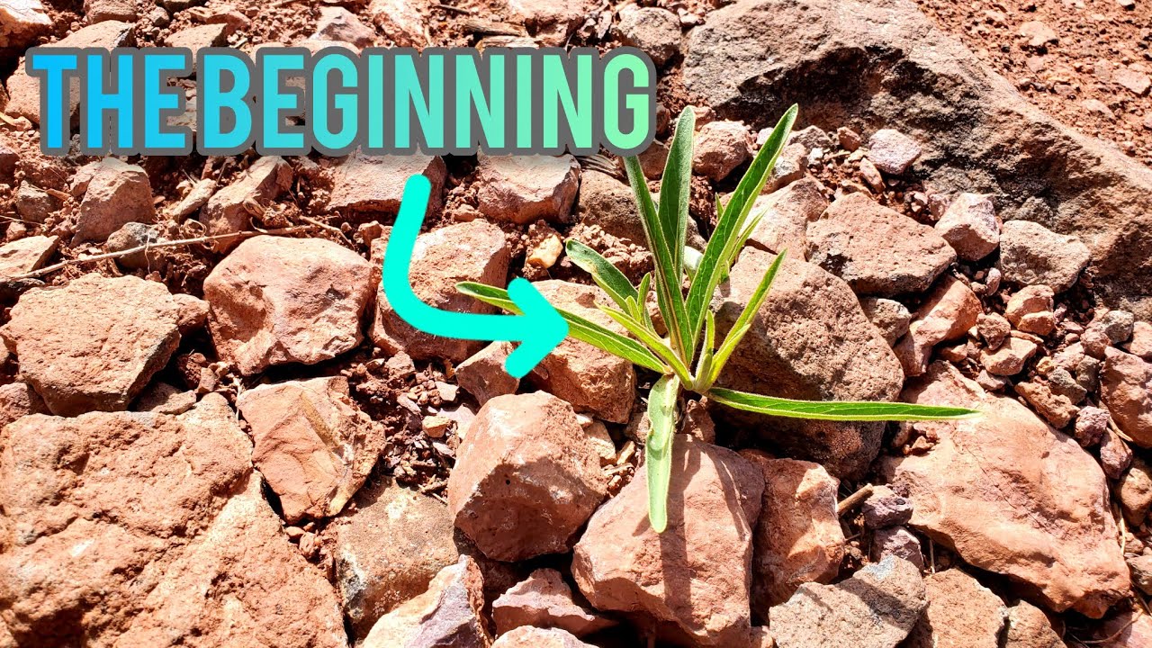 The Restoration Of A Degraded High Desert Landscape