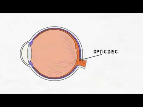 Optic disc: Structure and Function