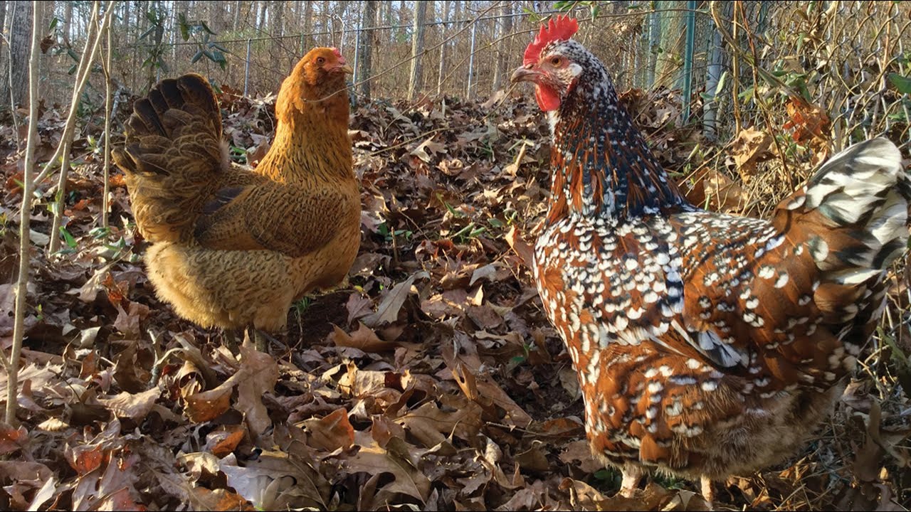 Quiet Chickens? These Breeds Are Great For Backyards