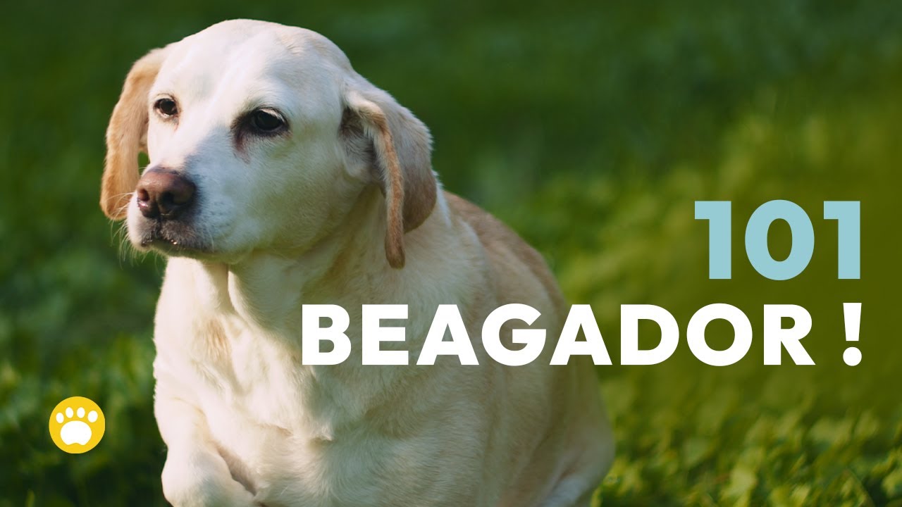 Beagador (Beagle-Labrador mix) 101
