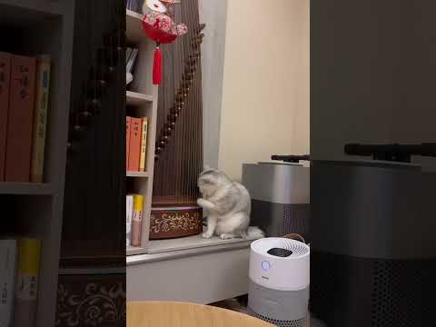 Curious Cat Plays with Stringed Instrument