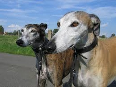 Spanish Greyhound