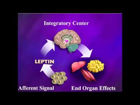 Webinar with Dr. Jeffrey M. Friedman and Dr. Roger Unger