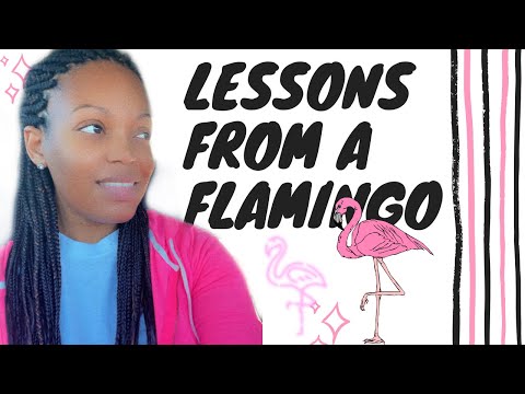 DREAM AND REVELATION FROM GOD // Lessons from a Flamingo 🦩