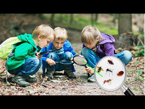 American Sign Language ASL Video Dictionary - bug hunter