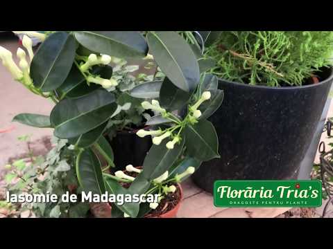 Floraria Trias - Iasomia de Madagascar, frumusete si parfum natural pentru casa ta