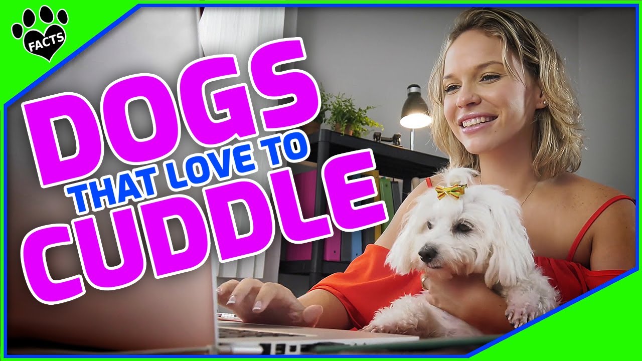 Top 10 Dogs That LOVE to Cuddle Small Medium and Large - Dogs 101