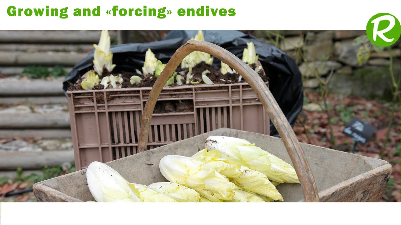 How to Force Endives