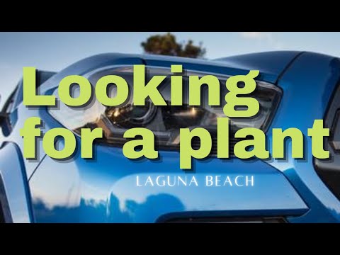 Drive to Plant Depot in San Juan Capistrano | Looking for a certain plant
