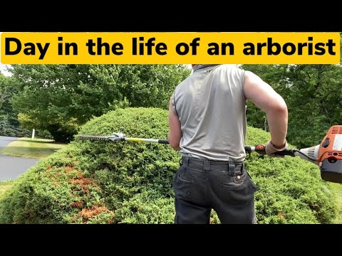DAY IN THE LIFE OF AN ARBORIST | Tree Service Shrub Trimming (part 1)