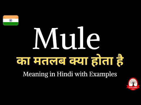 Mule meaning in Hindi | Mule ka kya matlab hota hai | explained Mule in Hindi