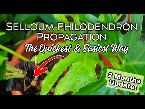 Selloum Propagation The Quickest & Easiest Way! #philodendron #houseplants #planttips #selloum