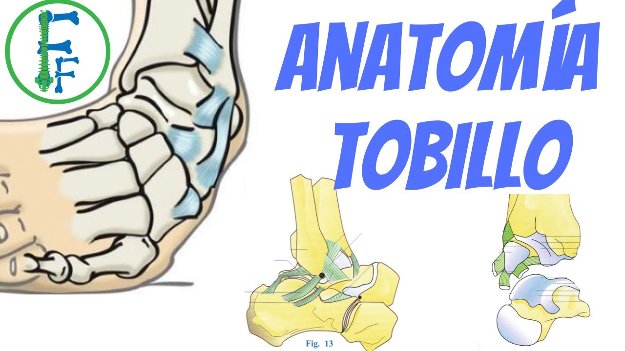 ANATOMY OF THE ANKLE | Skeletal System | Ligamentous System