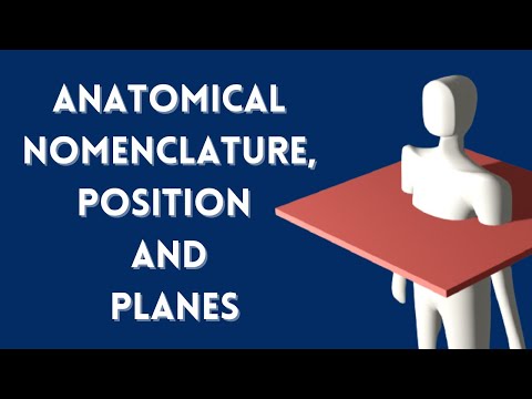 Anatomical position | Anatomical planes with 3d models | History of anatomical nomenclature