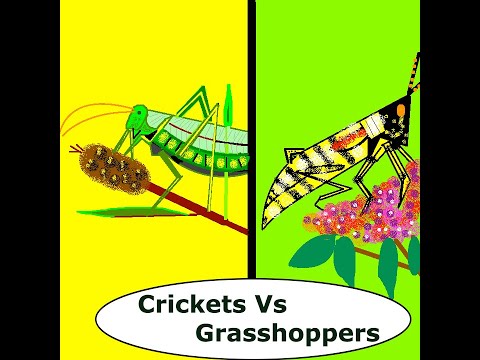 Cricket Vs Grasshopper - Kidz Learn Applications™
