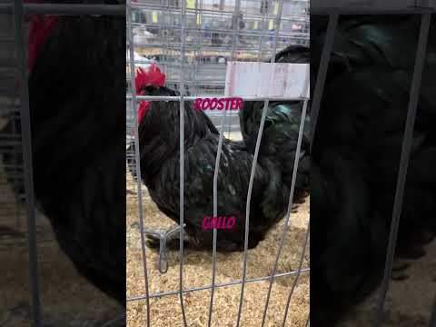 Pronunciation in Spanish(Rooster)
