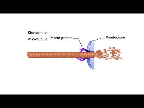 Mechanisms for chromosome movement