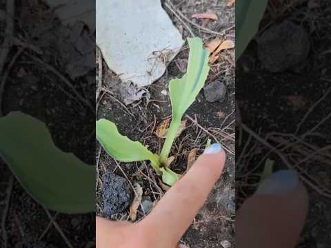 STOP Eating My Garden!!! How to Prevent Slugs and Snails in the Garden #gardentips #gardenslugs