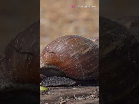 5 Fascinating Facts About Giant African Snails!