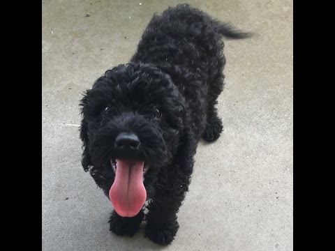 Spoodle Puppy April 17