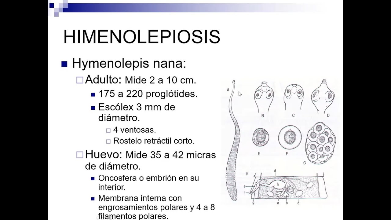 Himenolepiasis - Catedra Parasitología EJMV UCV