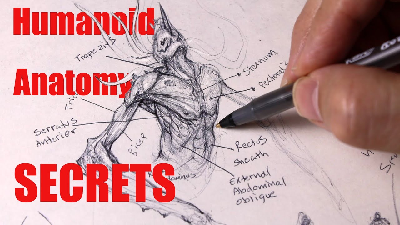 How to Draw a Humanoid Torso — Believable Anatomy for Creature Artists