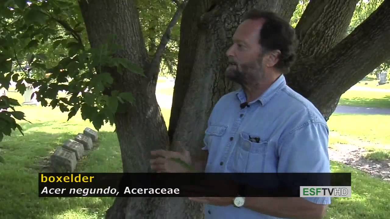 Trees with Don Leopold - boxelder