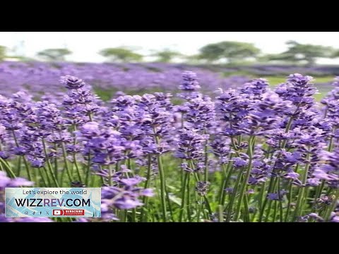 1 Live English Lavender Starter Perennial Plant eBay Review