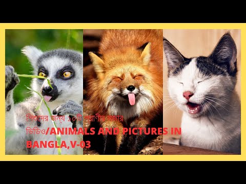 10 funny animal videos for children/Animals and Pictures in Bangla, V-03