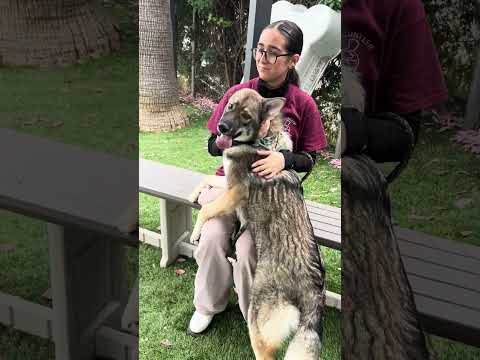 NEW A5704544 Oshly | German Shepherd / Siberian Husky Mix